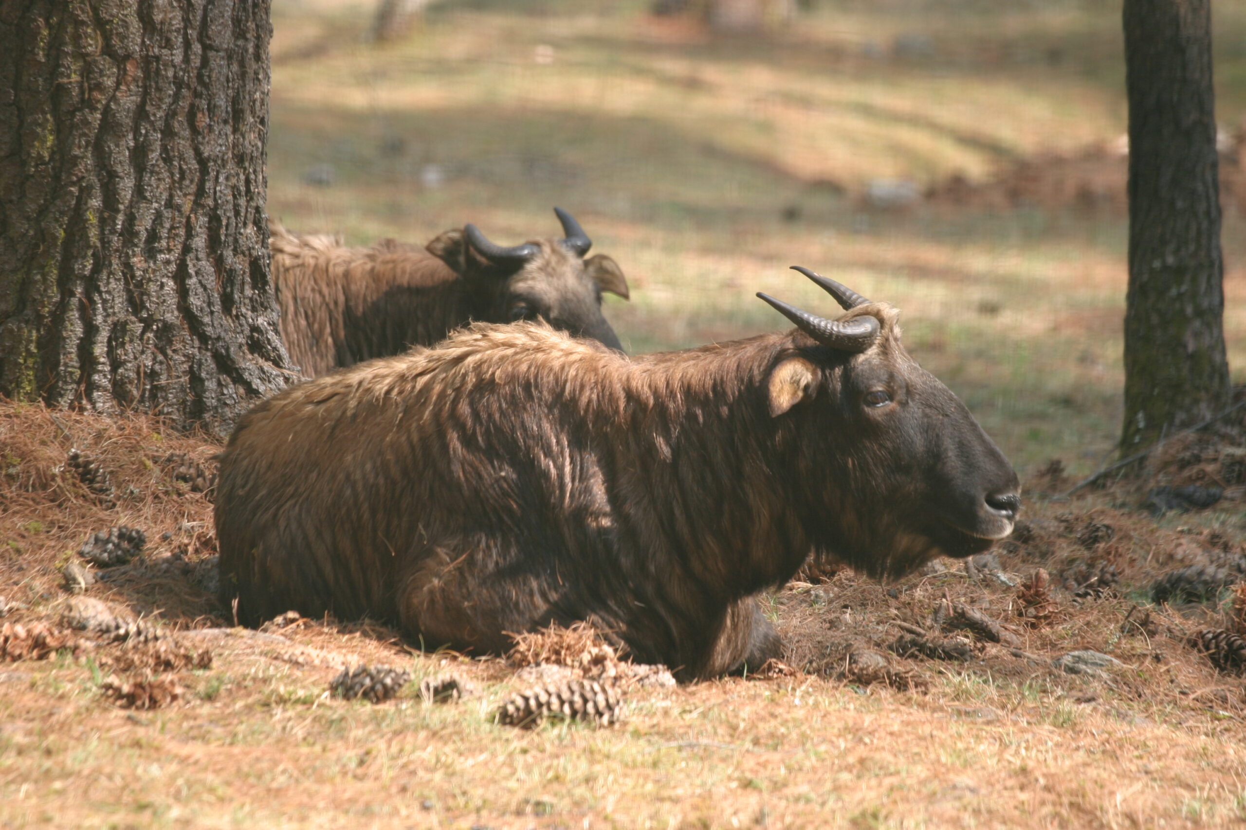 bhutan environment - longchenpatours